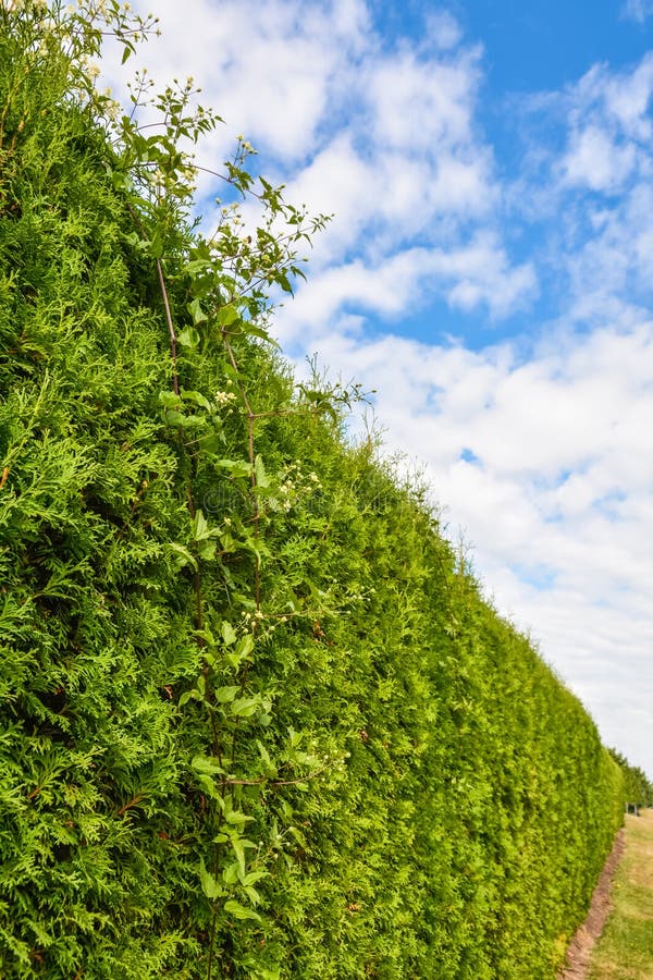Long Green Hedge Along Concrete Sidewalk with Cloudy Sky Background ...