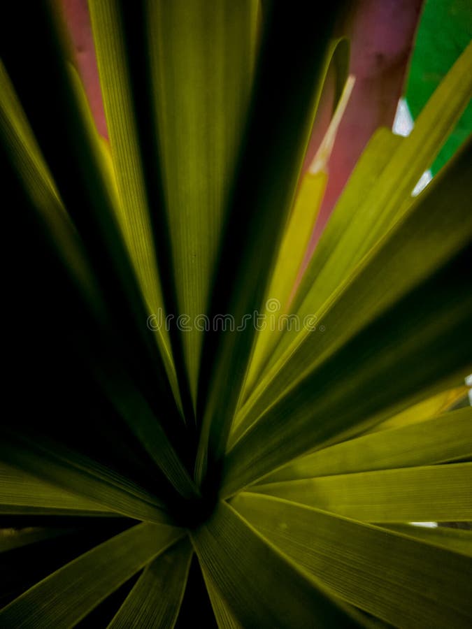 Long Green Leaf for Background or Wallpaper Stock Image - Image of ...