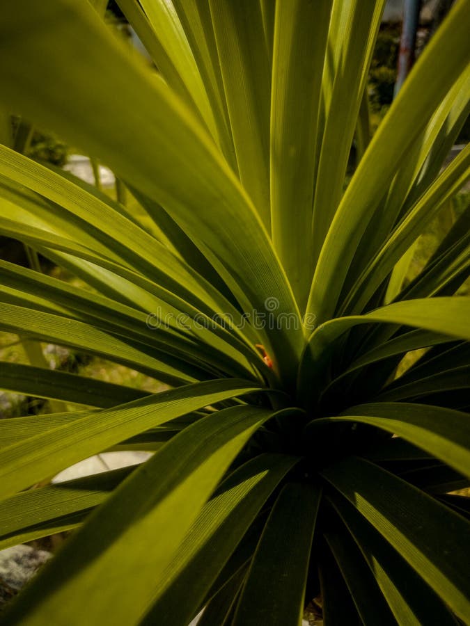 Long Green Leaf in the Garden from Eye Level Stock Photo - Image of ...