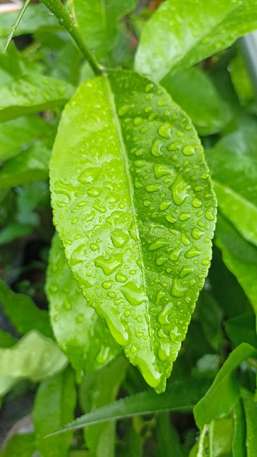 Long Green Leaf from the Tree Stock Photo - Image of vegetable, flower ...