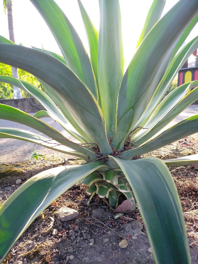 Long Green Leafy Plant. Blossom Stock Image - Image of plant, green ...
