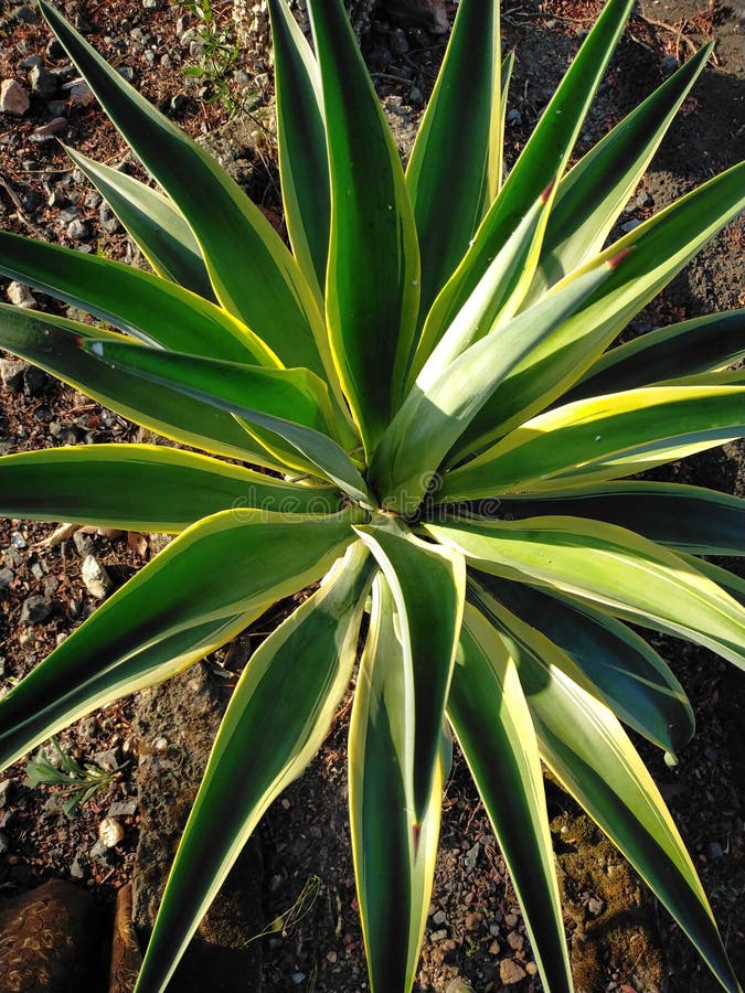 Long Green Leafy Plant. Blossom Stock Image - Image of long, leafy ...