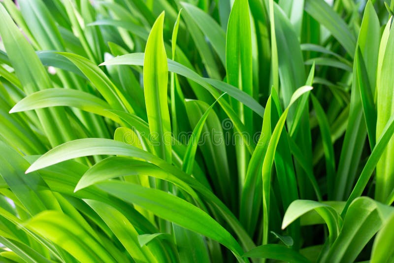 Long Green Leaves for Background Stock Photo - Image of plant, garden ...