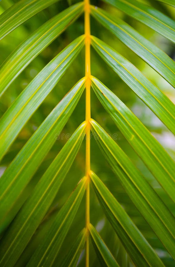 Long green leaves stock image. Image of green, nature - 86087781