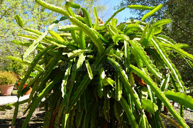 Long Green Leaves of Dragon Fruit Tree Stock Photo - Image of tropical ...