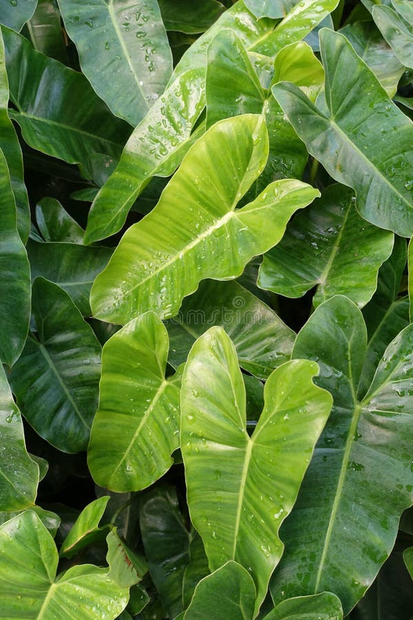 Green Philodendron Leaves In Garden Stock Image - Image of outdoor ...