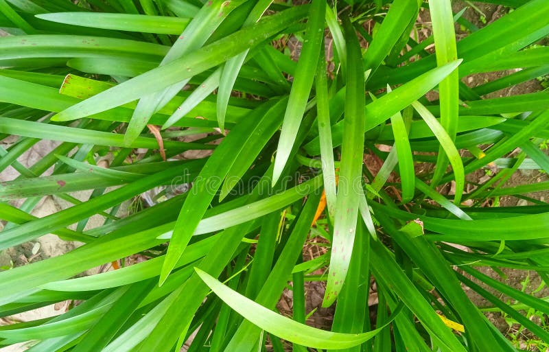 Long Green Leaves of an Ornamental Plant Stock Image - Image of crop ...