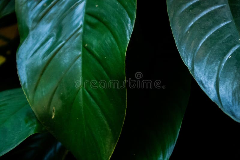 Visible Internodes Stock Photos - Free & Royalty-Free Stock Photos from ...