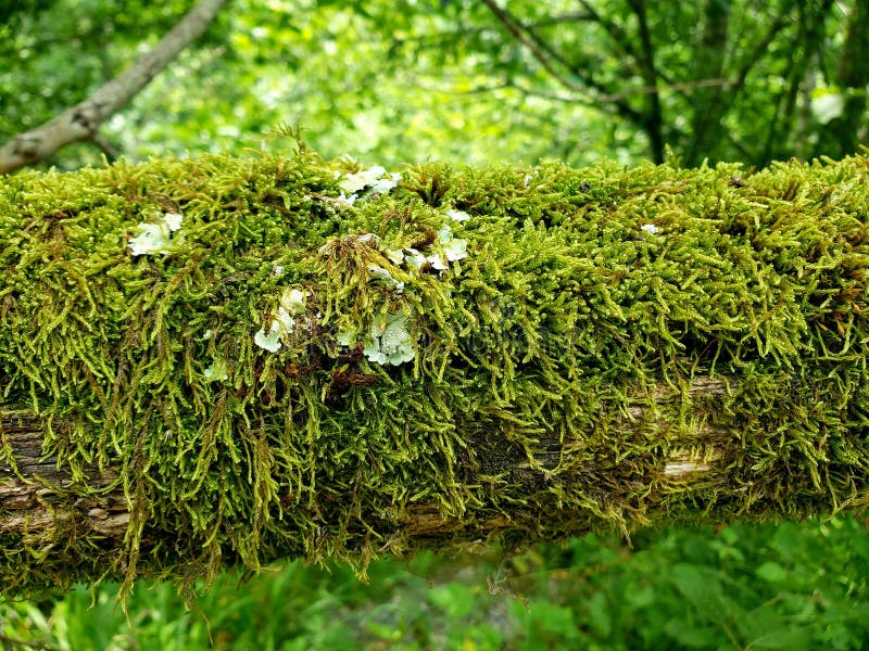 Long Green Moss with Lichen Close View Texture Stock Photo - Image of ...