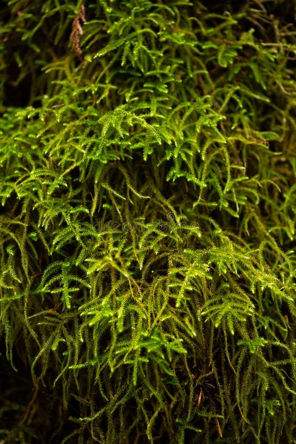 Long Green Moss Texture Close Up Stock Image - Image of moss, mossy ...