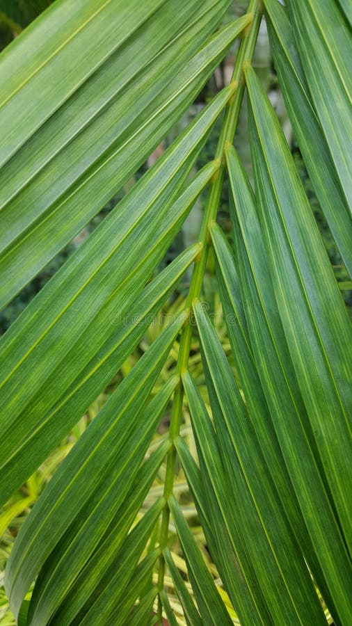 Long & green stock image. Image of long, palm, green - 65847355