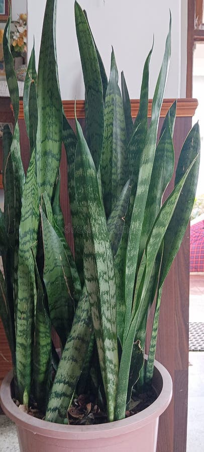 Long green plants indoor stock photo. Image of plants - 284775660