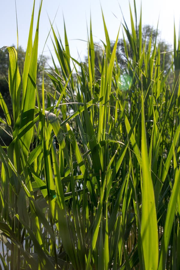 The long green reeds stock photo. Image of waterdrop - 26576384