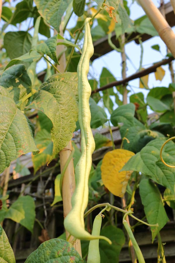 2,181 Long String Beans Stock Photos - Free & Royalty-Free Stock Photos ...