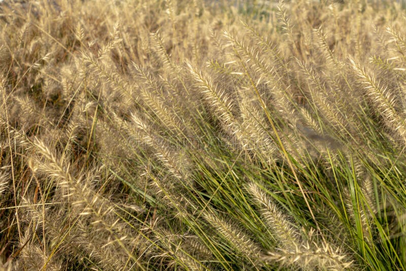 Long Green Tan Grass Growth with Grain Seeds Stock Image - Image of ...