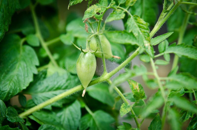 Long Green Tomatoes on a Branch Stock Photo - Image of agriculture ...