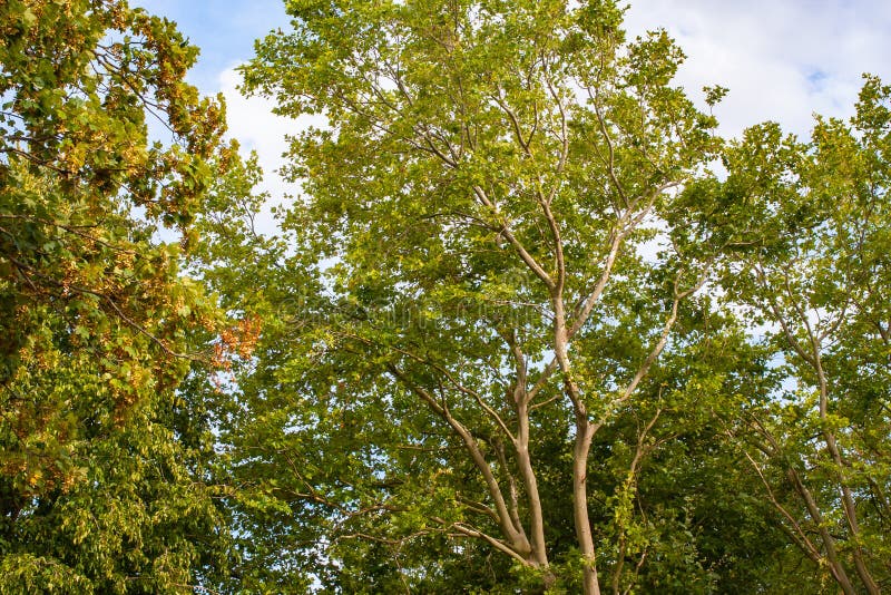 Long Green Trees Under the Cloudy Sky Stock Image - Image of branch ...