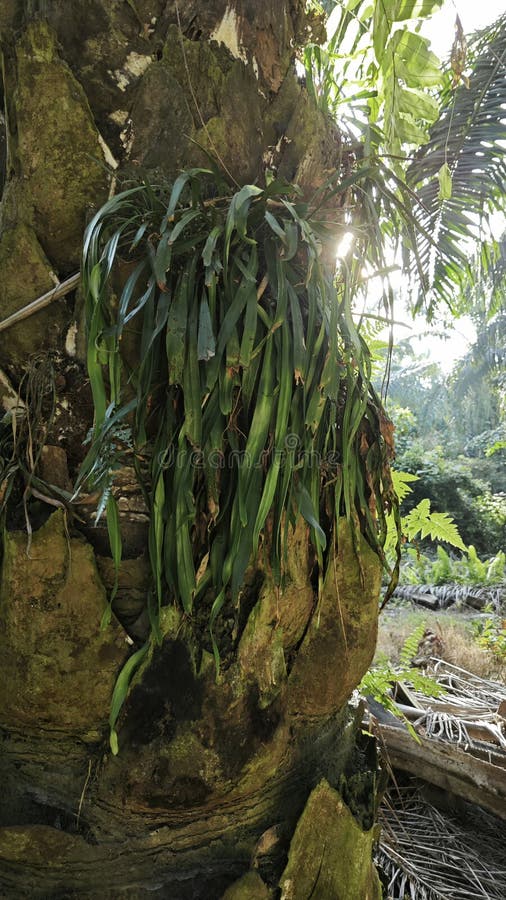 Long Greenery Shoestring Fern Sprouting from the Palm Oil Tree Trunk ...
