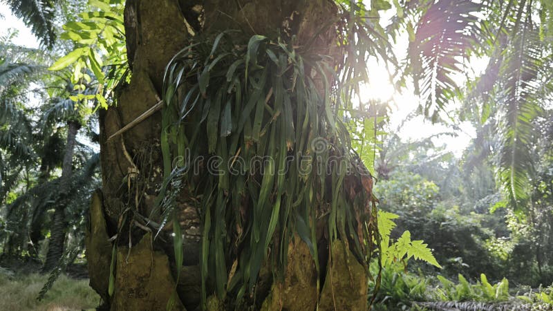 Long Greenery Shoestring Fern Sprouting from the Palm Oil Tree Trunk ...