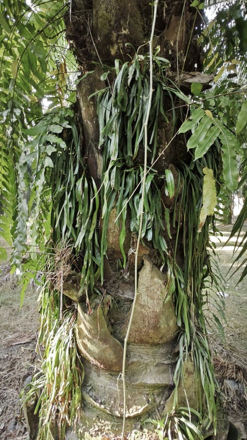 Long Greenery Shoestring Fern Sprouting from the Palm Oil Tree Trunk ...