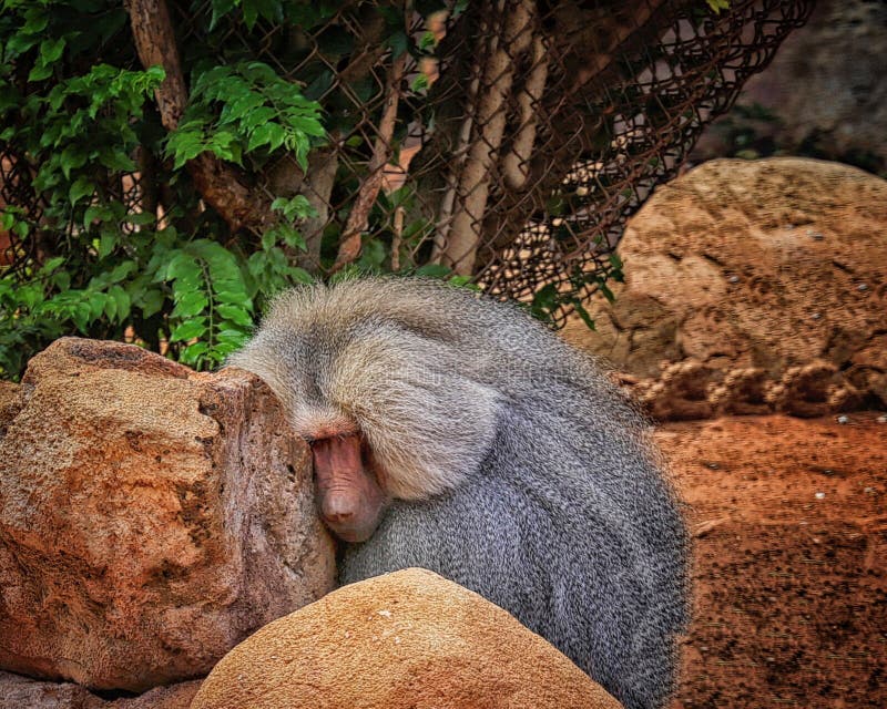 Hamadryas Baboon stock photo. Image of haired, baboon - 136653842