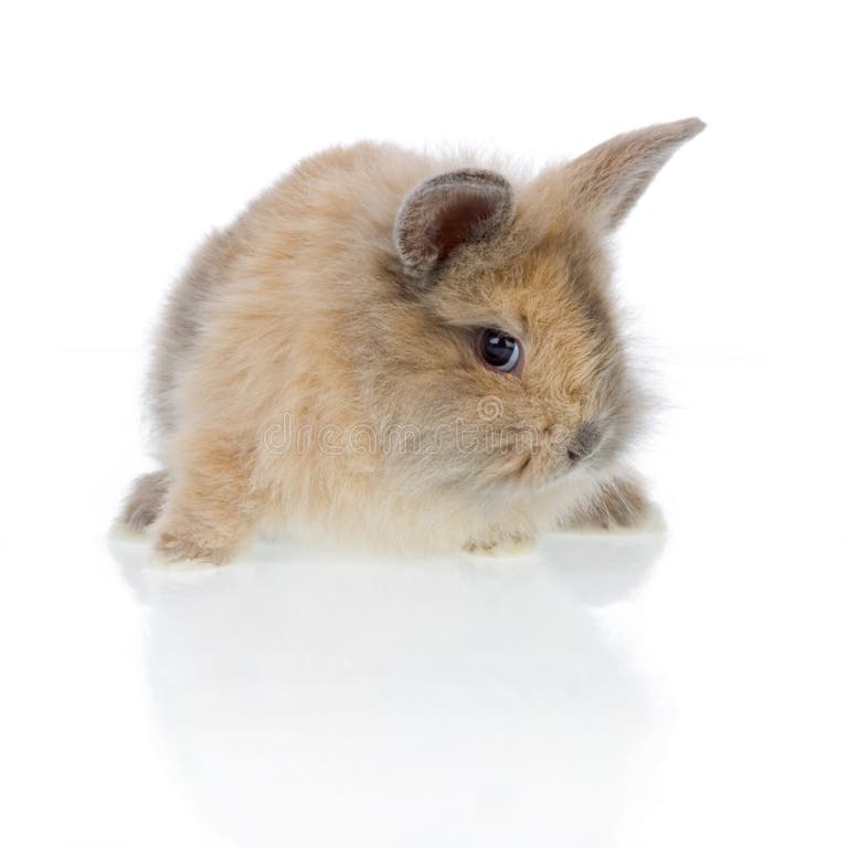 Long hair baby rabbit stock image. Image of isolated, studio - 2102609