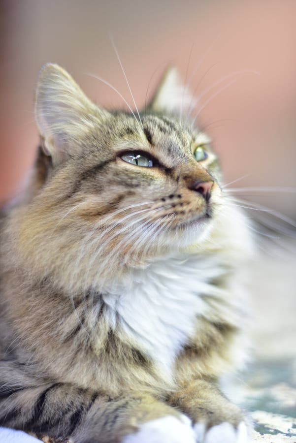 Good looking cat stock photo. Image of ears, white, eyes - 100302942