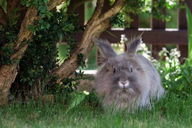 Decorative gray rabbit stock photo. Image of domestic - 111342656