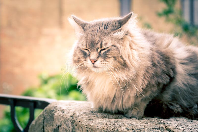 Long hair domestic cat stock image. Image of closeup - 60912973
