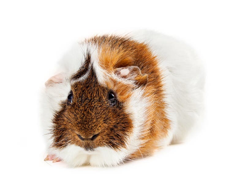 Long Hair Guinea Pig Looking Forward Stock Image - Image of cutout ...