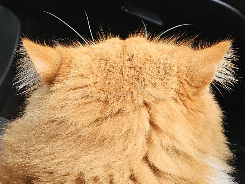 Long Hair on Head of Orange Tabby Cat Macro Close Up, Stock Photo ...