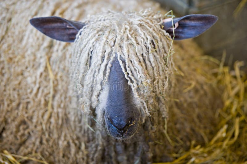 Long hair sheep stock image. Image of black, food, farm - 62935443