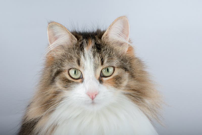 Long Hair Tortoiseshell Cat Stock Photo - Image of beautiful ...