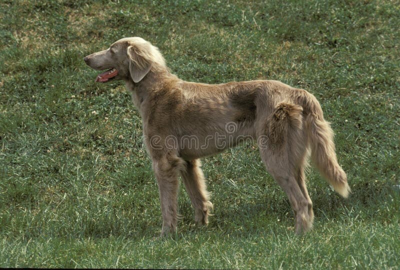 Long Hair Weimar Pointer Dog, Adult Standing on Grass Stock Image ...