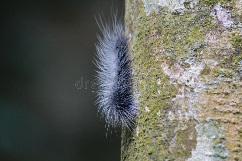 A Long Hair Worm on the Tree Stock Image - Image of tree, nature: 149421133