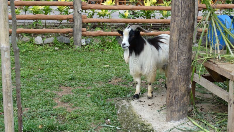 Long Haired Adorable Goat Inside a Barn Stock Image - Image of meadow ...