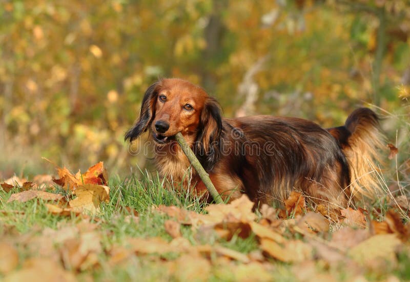 Long Haired Badger Dog in Autumn Stock Image - Image of beautiful ...