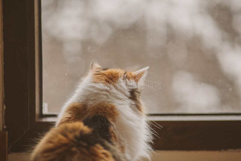 Long Haired Beautiful Cat Looking Window Back Portrait Stock Photos ...