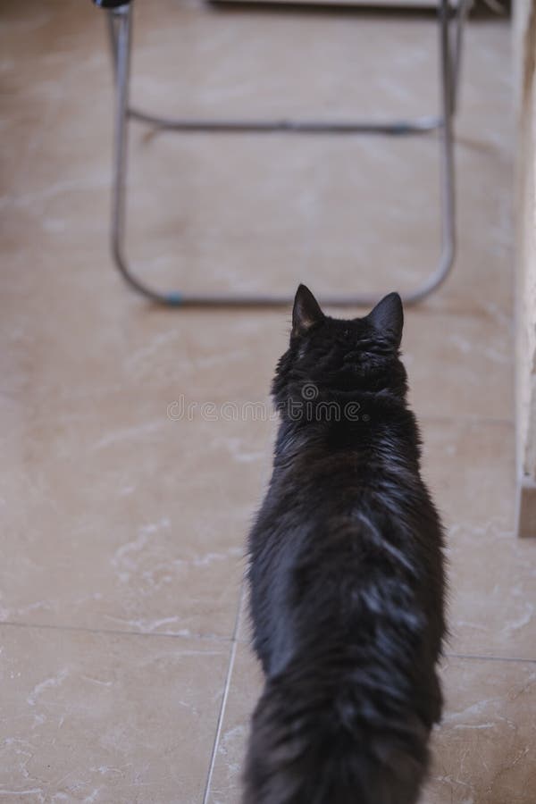 Long-haired Black Cat Walking Around the House Stock Image - Image of ...