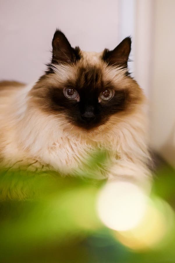 111 Long Haired Burmese Cat Stock Photos - Free & Royalty-Free Stock ...