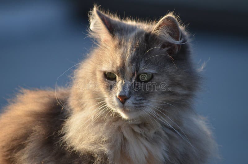 Long haired cat stock photo. Image of face, ears, longhaired - 37118080