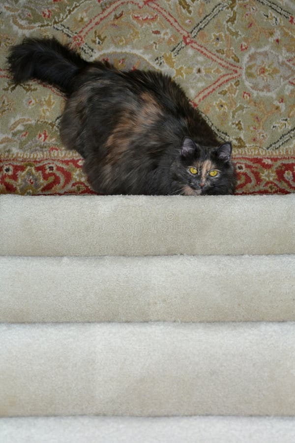 Sentinel Cat Stock Photos - Free & Royalty-Free Stock Photos from ...