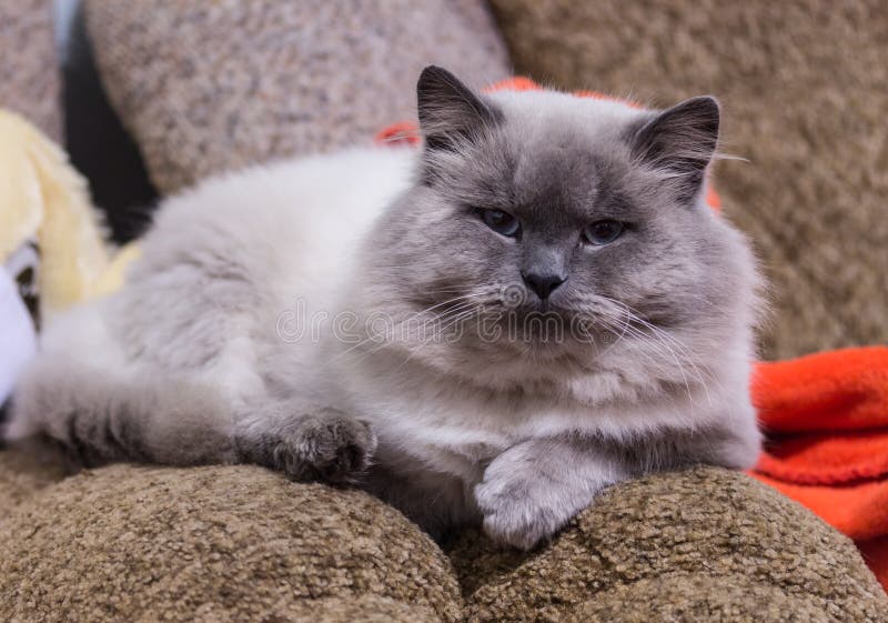 Long-haired Cat Sitting on the Couch Stock Photo - Image of point ...