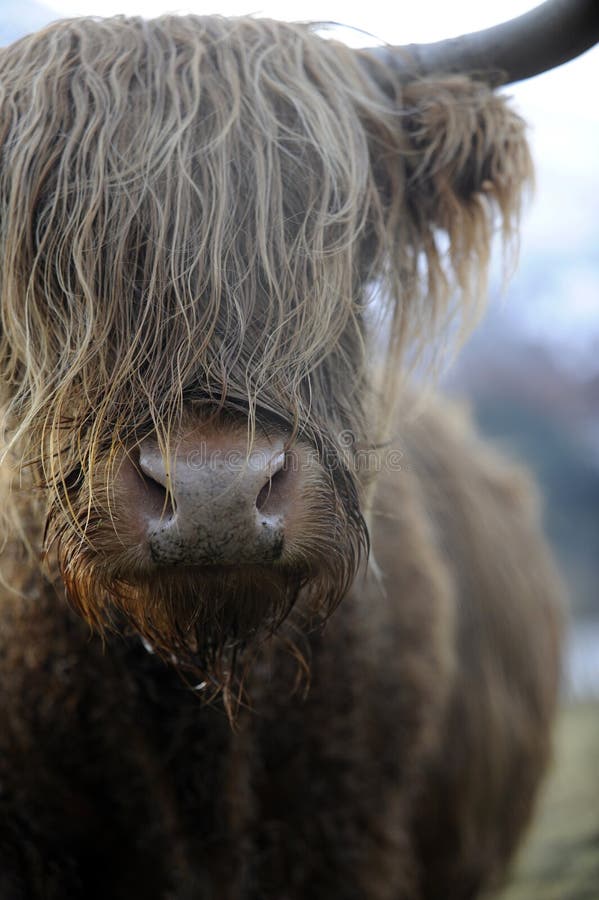 Long haired cow stock photo. Image of stares, bovine - 27546962