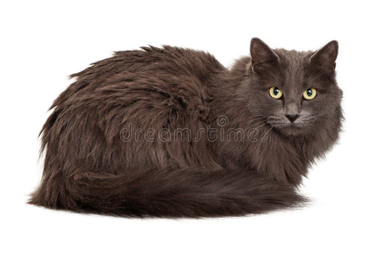8,315 Long Gray Cat Stock Photos - Free & Royalty-Free Stock Photos ...