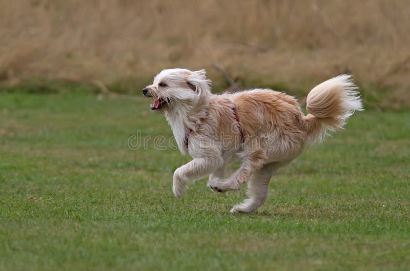 Long Haired Dog Running in a Field Stock Image - Image of field ...