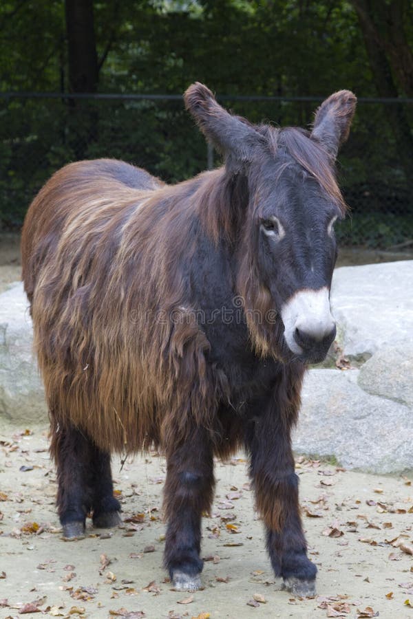 Long haired donkey stock image. Image of equus, trees - 16326739