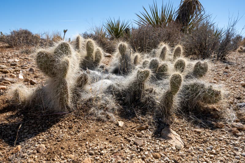 Long Haired Englemen Cactus in the Joshua Tree Desert Stock Photo ...