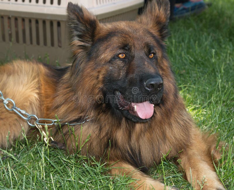 Long Haired Furry Brown Dog Stock Photo - Image of long, haired: 193485188