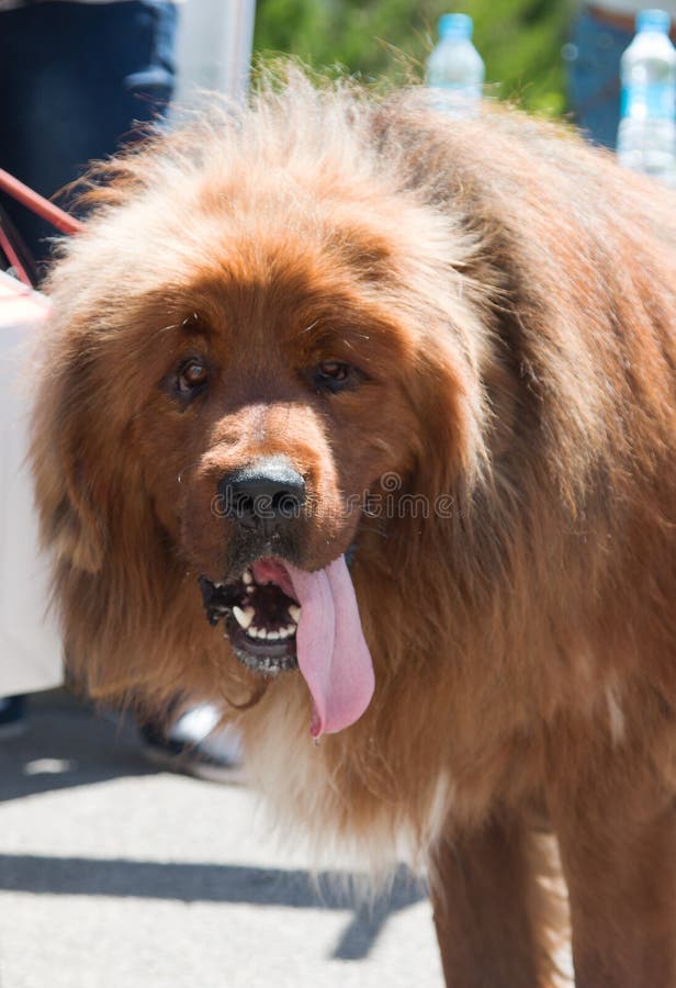 Long Haired Furry Brown Dog Stock Image - Image of fluffy, longhaired ...